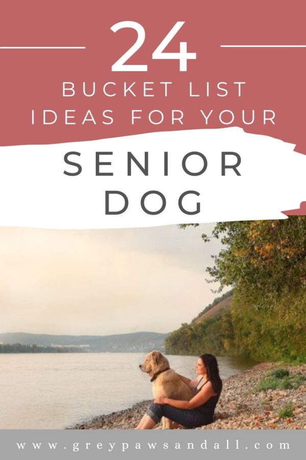 Bucket List Ideas for Your Senior Dog - Grey Paws and All