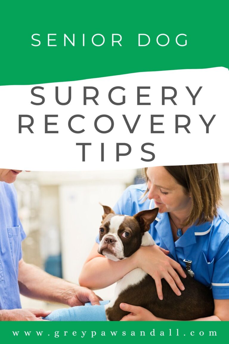 How to Help Your Senior Dog Recover After Surgery - Grey Paws and All
