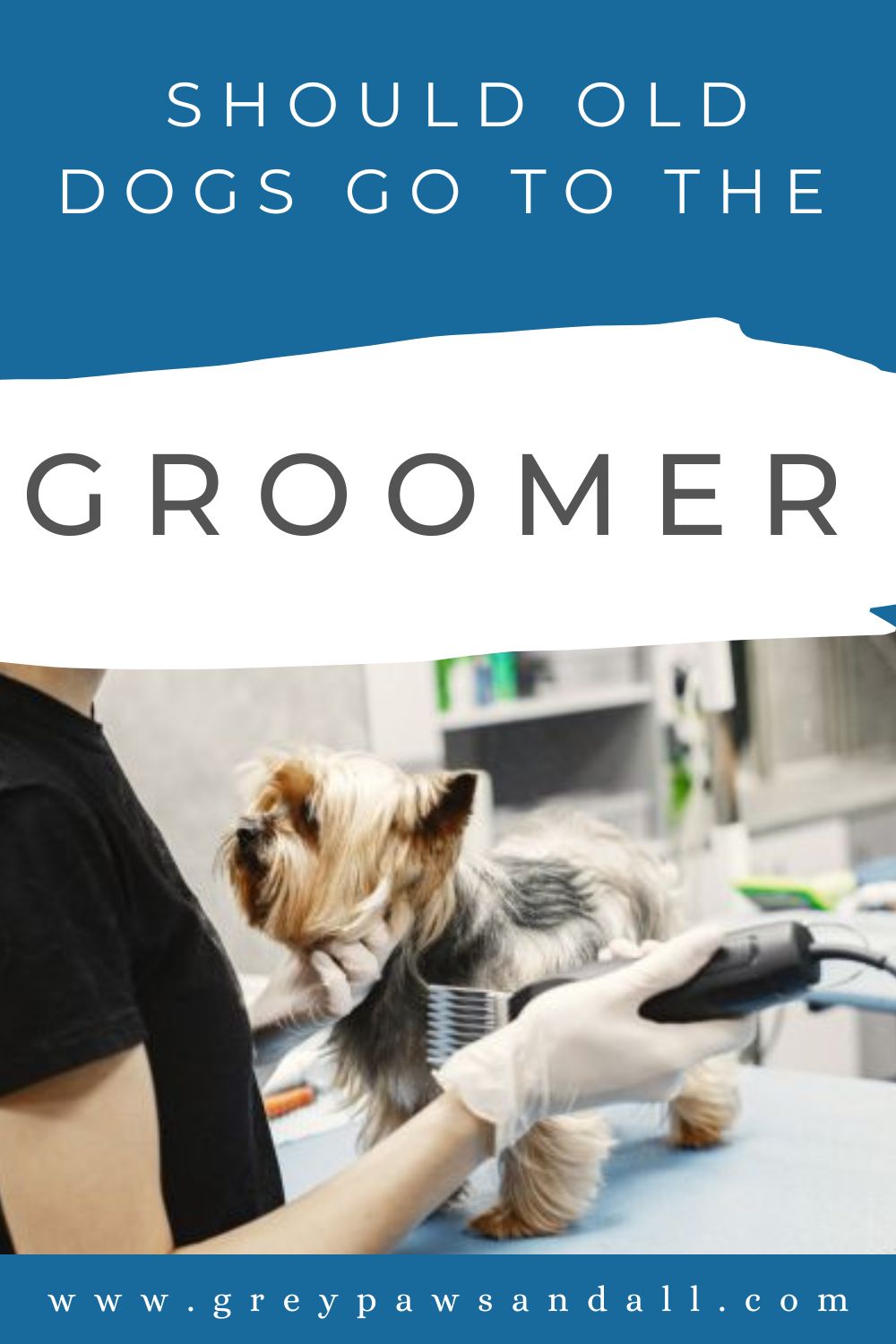 Should Old Dogs Go to the Groomer - Grey Paws and All